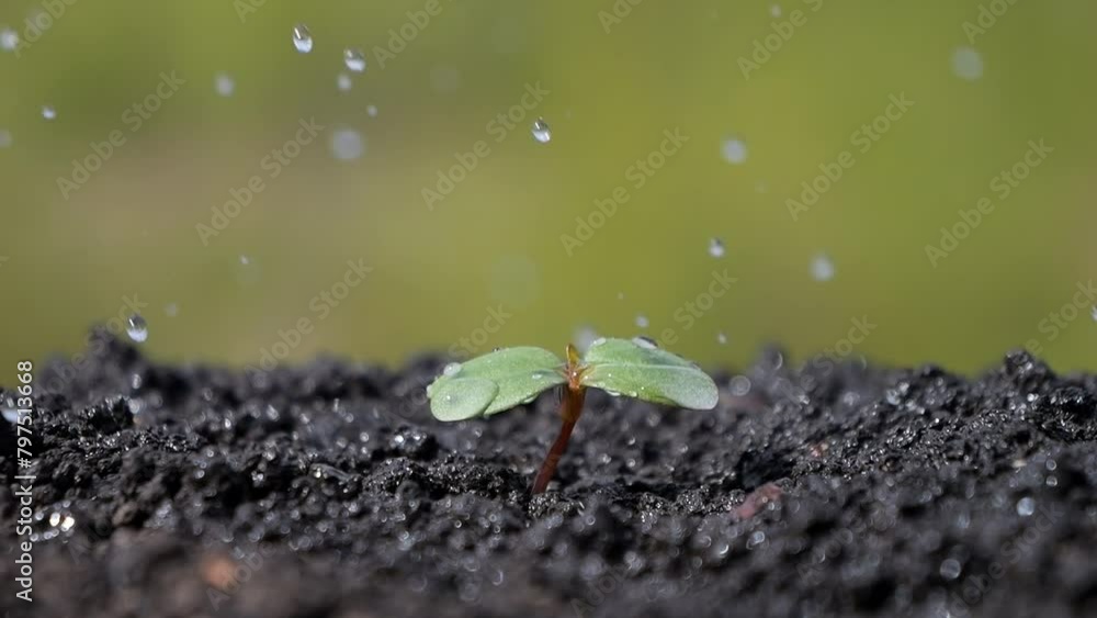 Watering the sprout. Water drops fall on the ground. A young plant ...