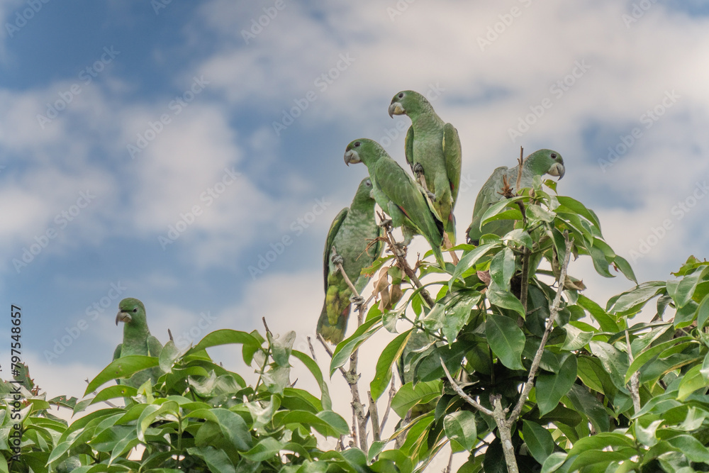 rare species of parrot (Amazona kawalli) Colombian rainforest Stock ...