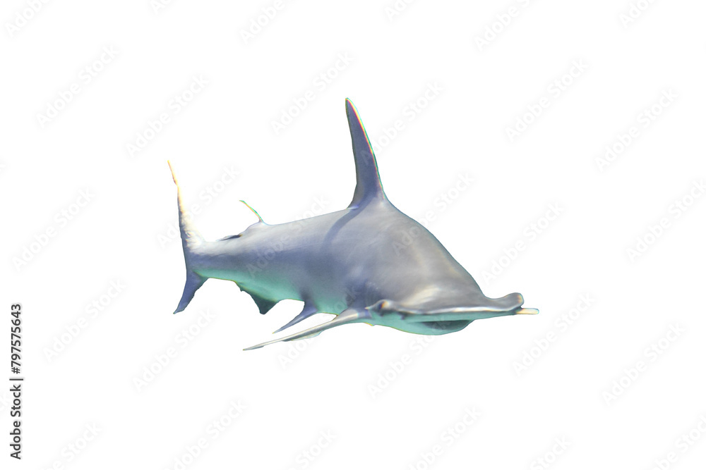 Great Hammerhead Shark - Sphyrna mokarran bird of prey isolated on a ...