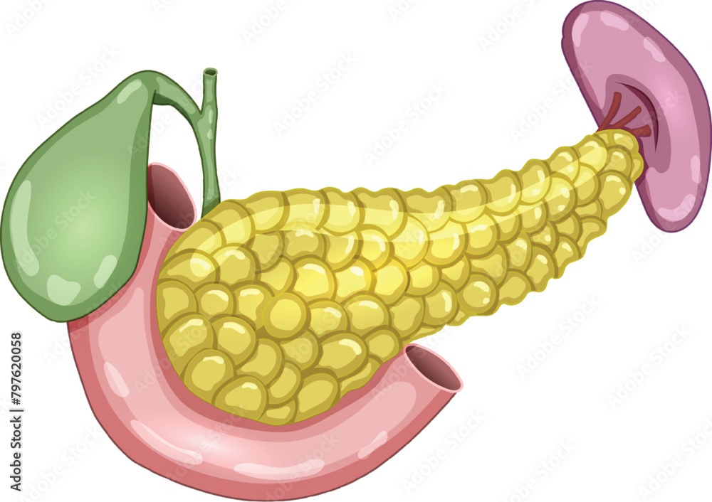 Pancreas, gallbladder, small intestine and spleen anatomy illustration ...