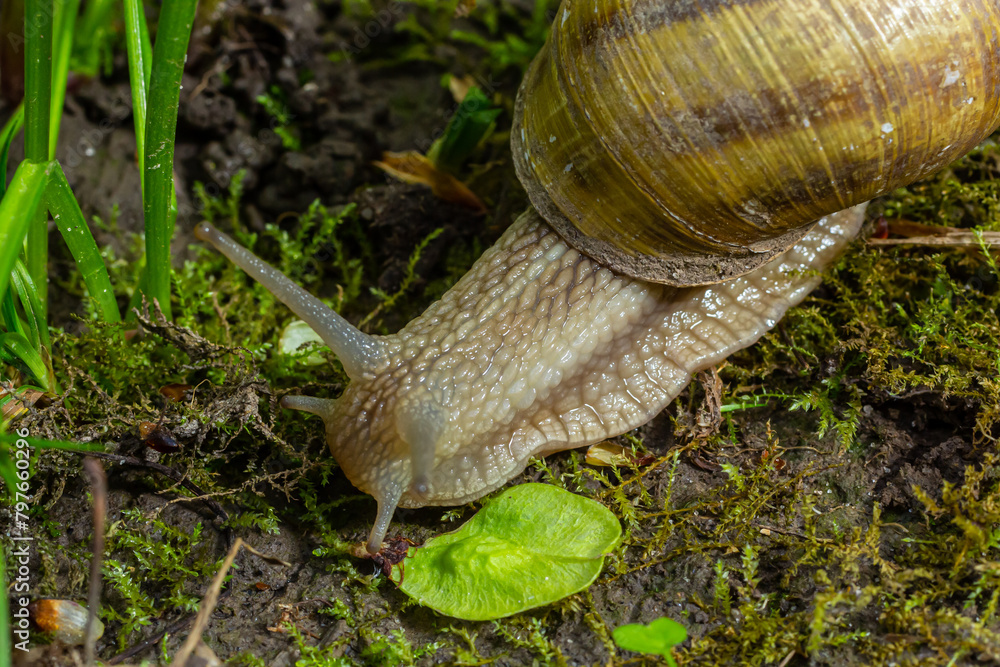 Helix pomatia also Roman snail, Burgundy snail, edible snail or ...