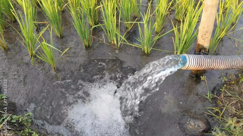 Irrigation of rice fields using pump wells with the technique of ...