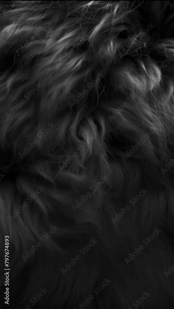 Vidéo Stock Vertical Black fur background texture moving 4k. Smooth ...