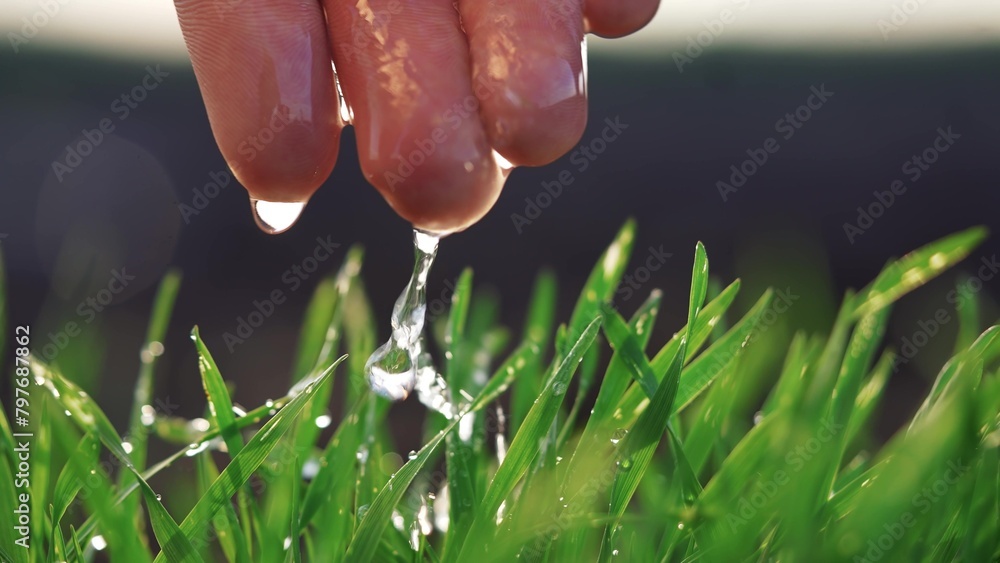 Agriculture. hand water one green wheat in the soil field water drops ...