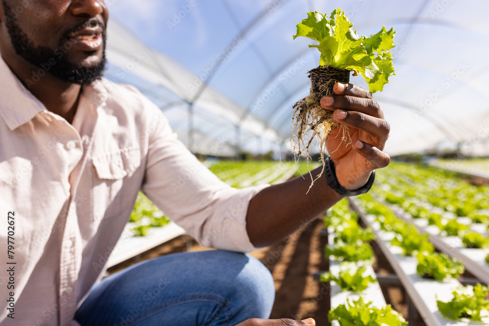 African American farmer inspects lettuce roots in a hydroponic ...