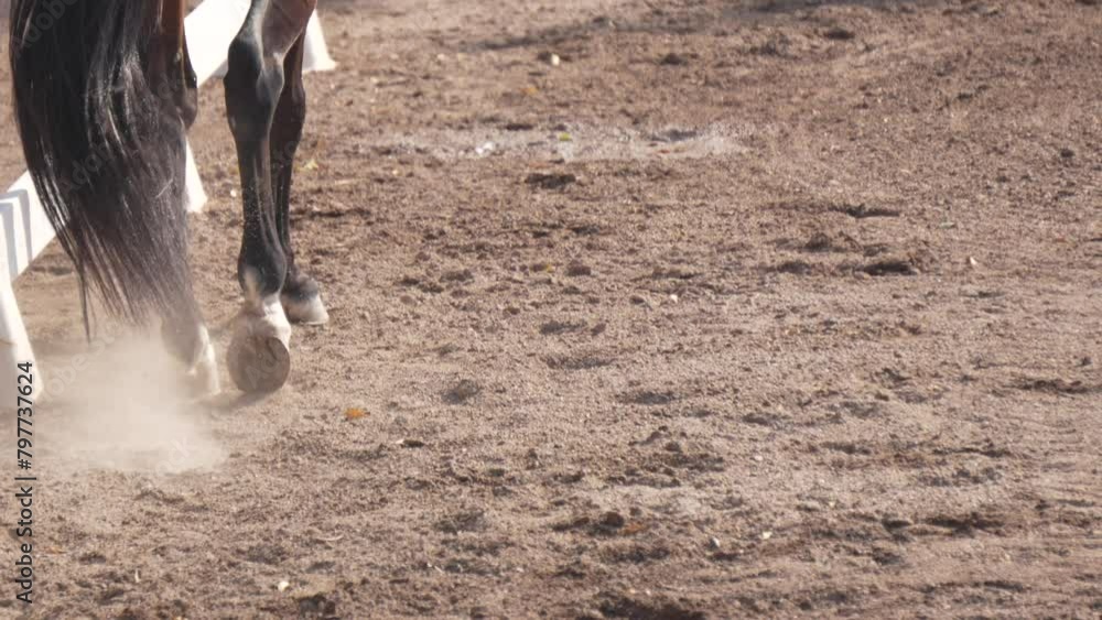 Closeup of the legs of a horse trotting in equestrian competition arena ...
