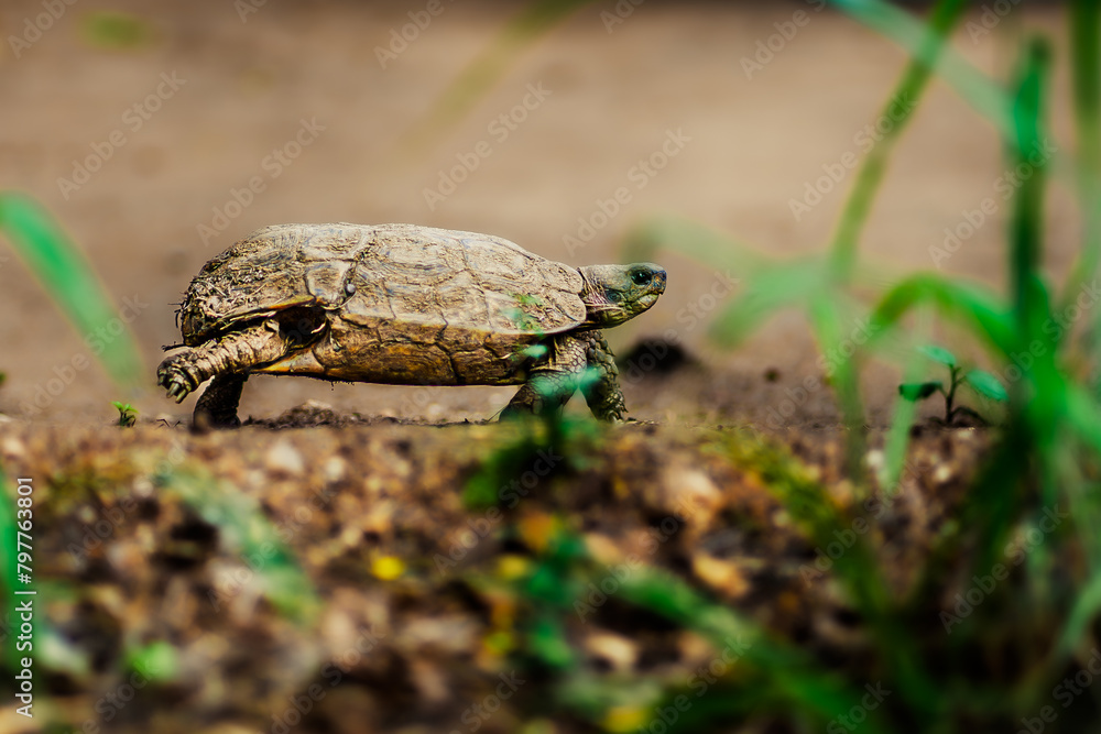 Solitary tortoise wanders arid habitat, embodiment of endurance Stock ...