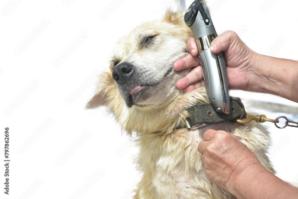 Hand of people holding to hair clipper for grooming and cutting fur ...