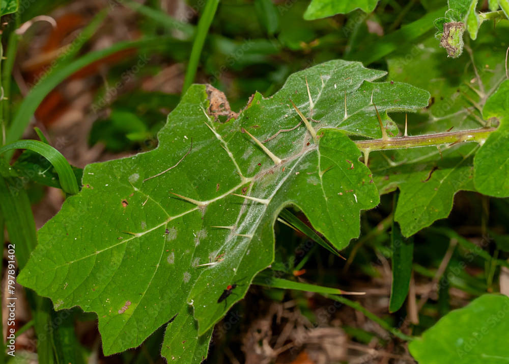 Close-up of the thorny leaves of the cockroach berry, Solanum ...