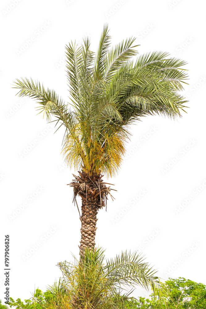 palm tree isolated on white background. Indian Wild Date palm tree ...