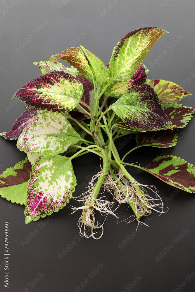 vegetative propagation of ornamental coleus plant - cuttings with white ...