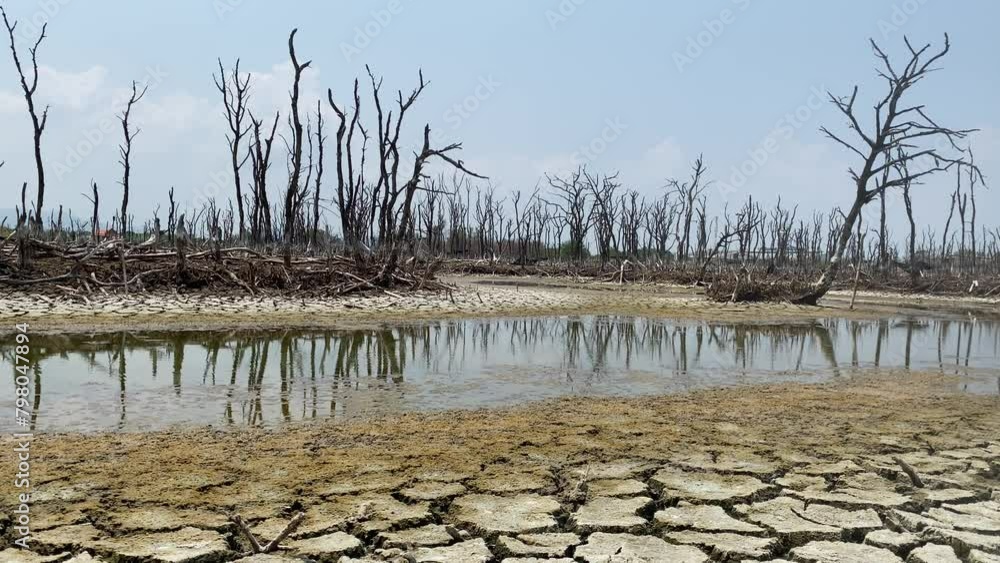Destroyed mangrove forest scenery, Mangrove forests are destroyed and ...