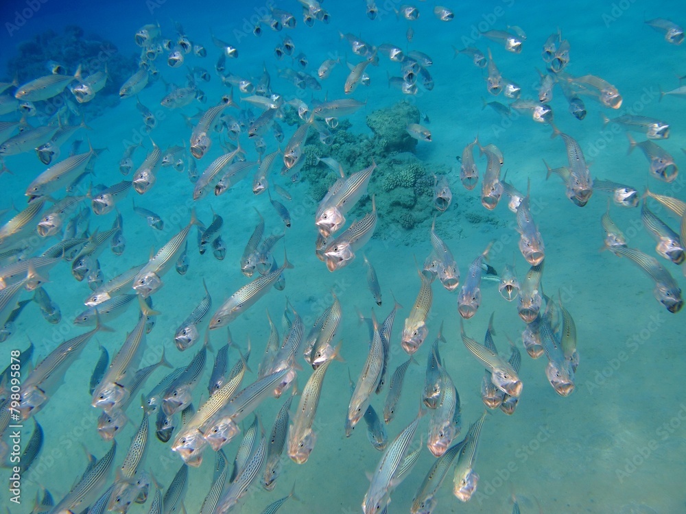 Fotografia do Stock: School of silver fish (Indian mackerel ) swimming ...