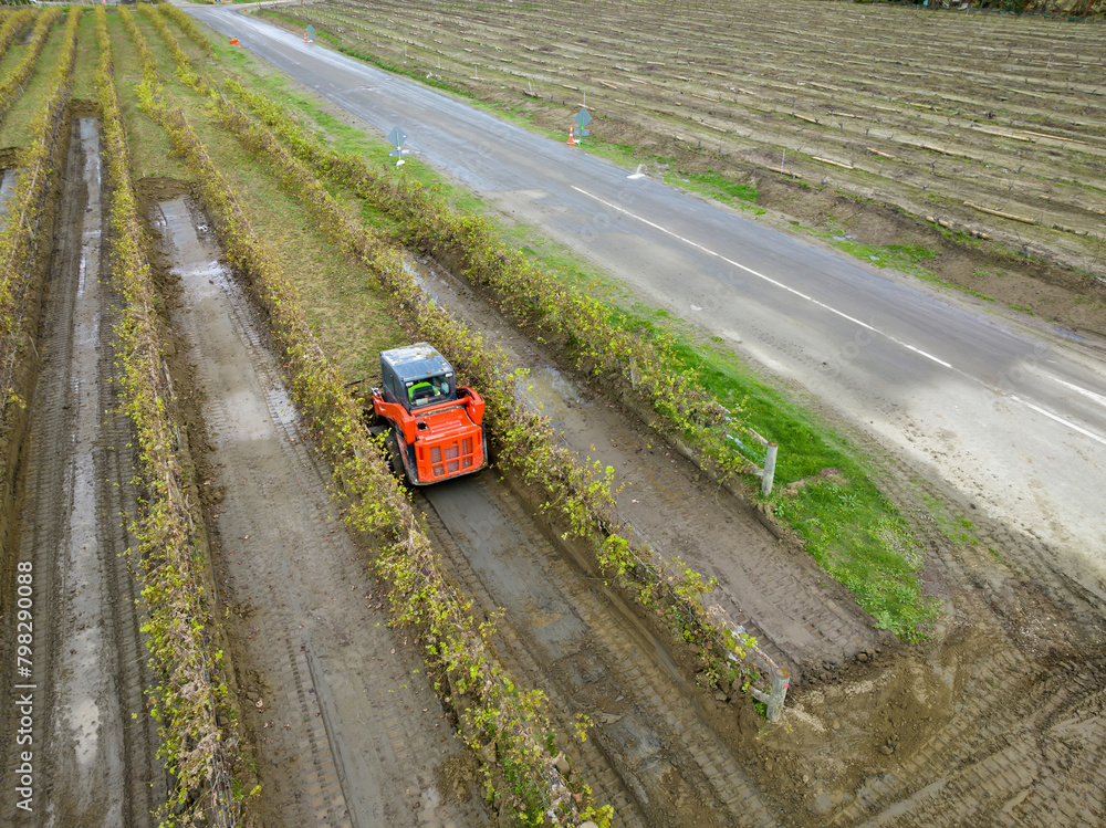 Poster Grapevines buried in silt being dug out by a digger from the ...