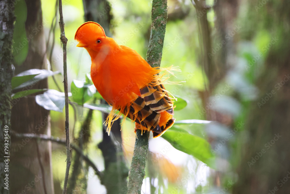 The Guianan cock-of-the-rock (Rupicola rupicola) is a species of ...
