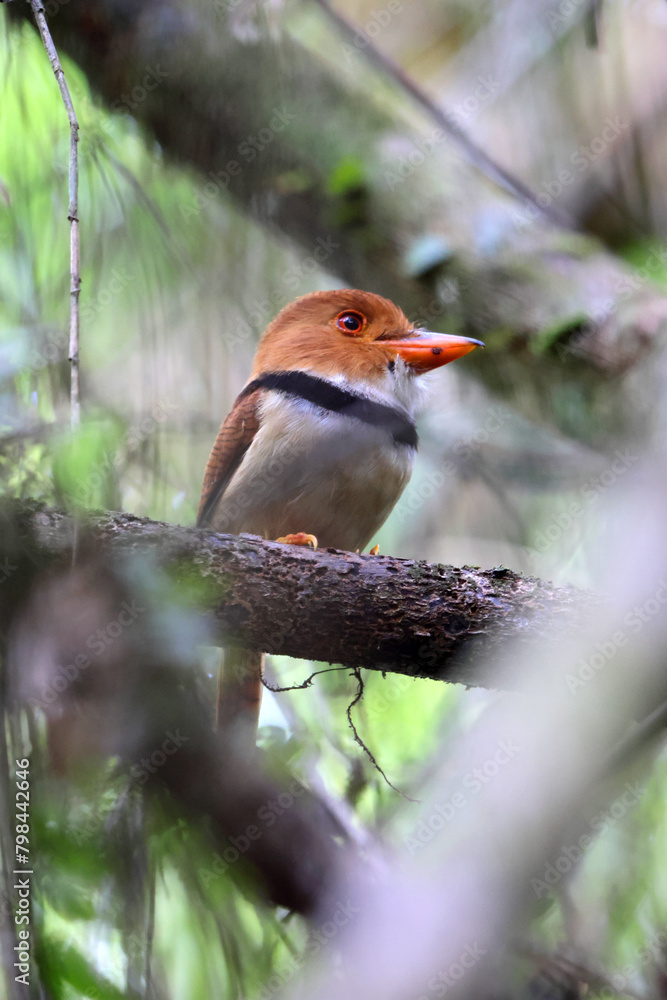 The collared puffbird (Bucco capensis) is a species of bird in the ...