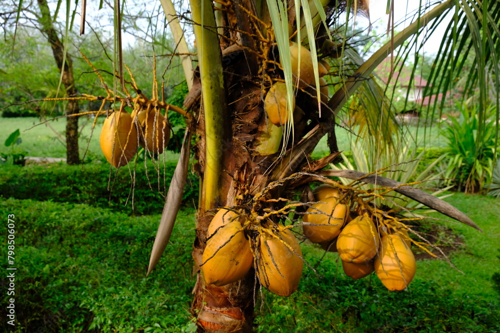ivory coconut is a type of coconut tree whose fruit is ivory yellow ...