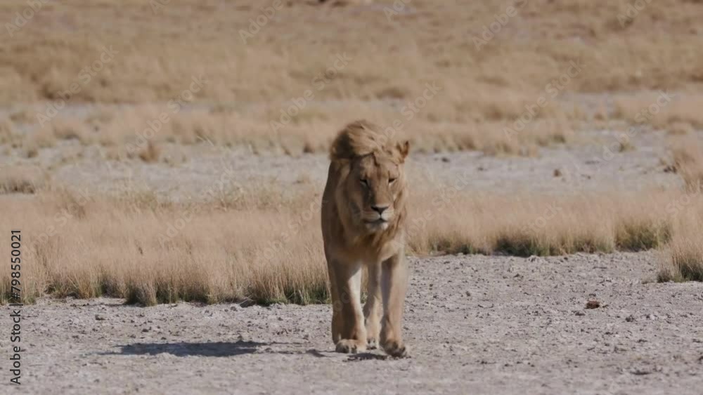 Lion forest, Jungle king, Wild cat, Safari adventure, African wildlife ...