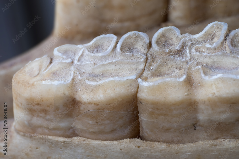 Chewing surface of the molars of a horse in a skull, showing the wear ...