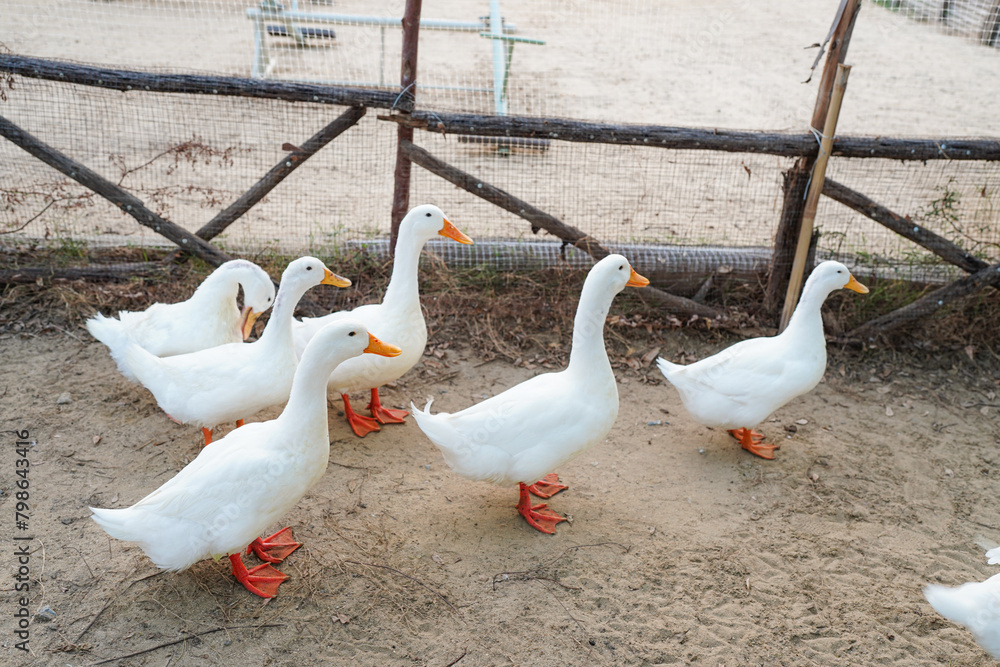 Ducks in farm traditional farming in animal farm, group of white ducks ...