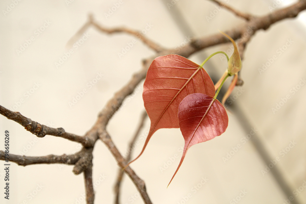 Pink Bodhi leaves. Bodhi leaves isolated on white background or Peepal ...