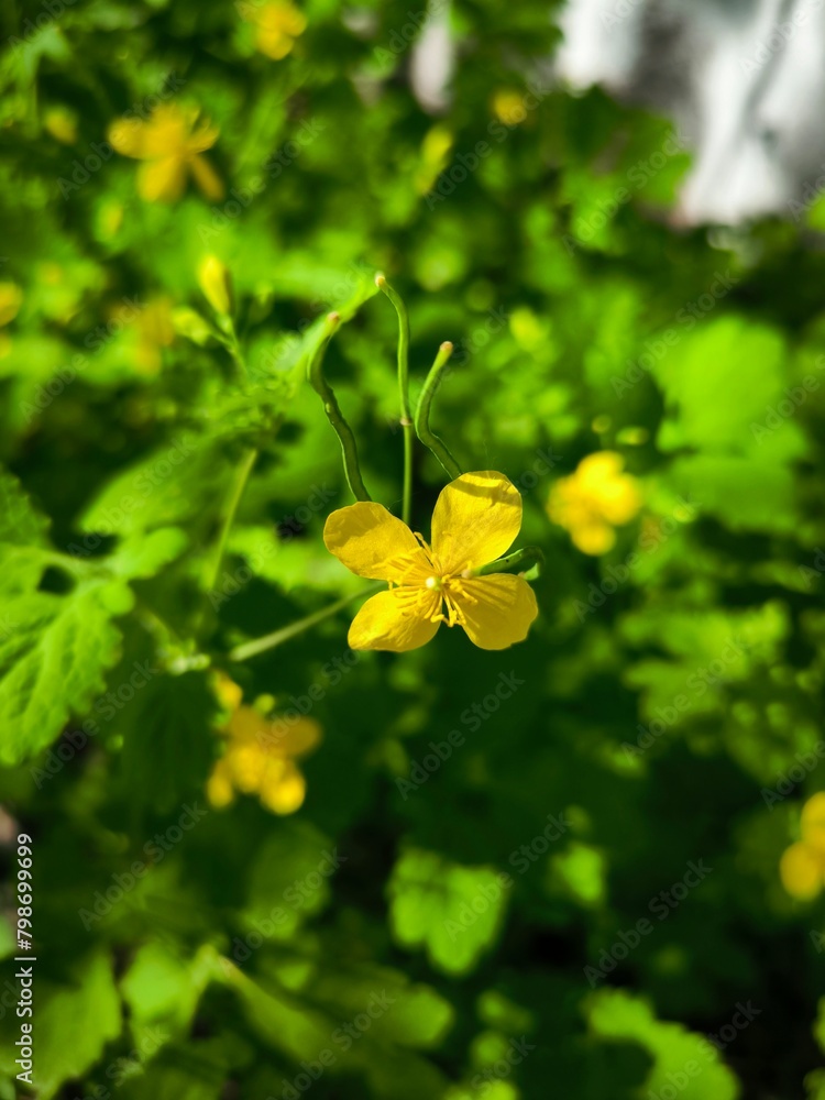 Celandine, celandine color, treatment of warts and sawdust Stock Photo ...