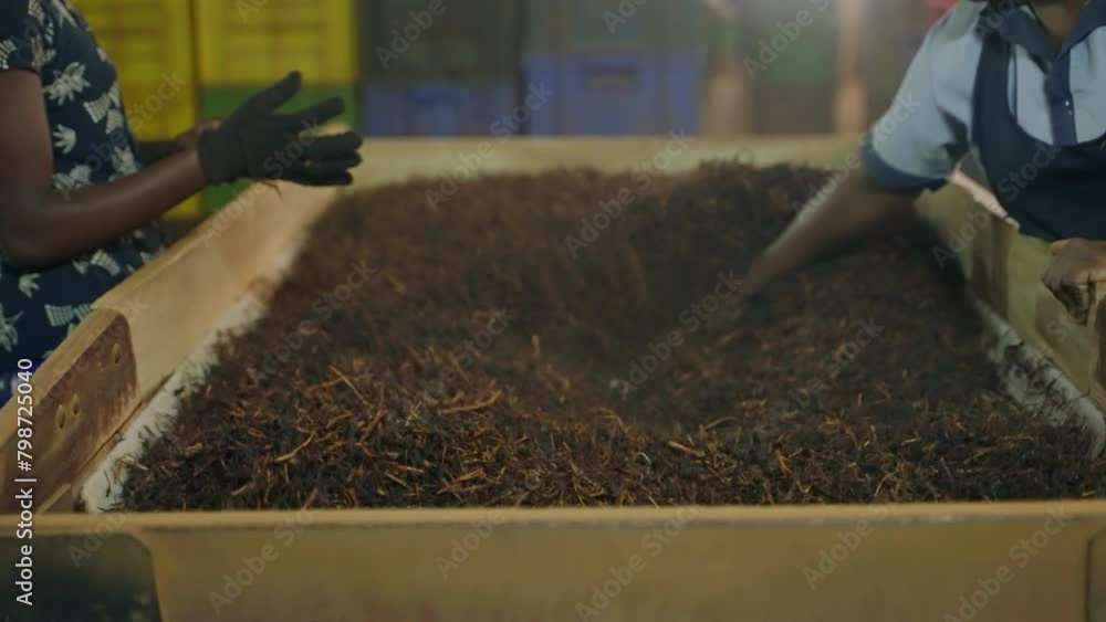 Workers sort dried tea leaves on sifting machine at factory. Authentic ...