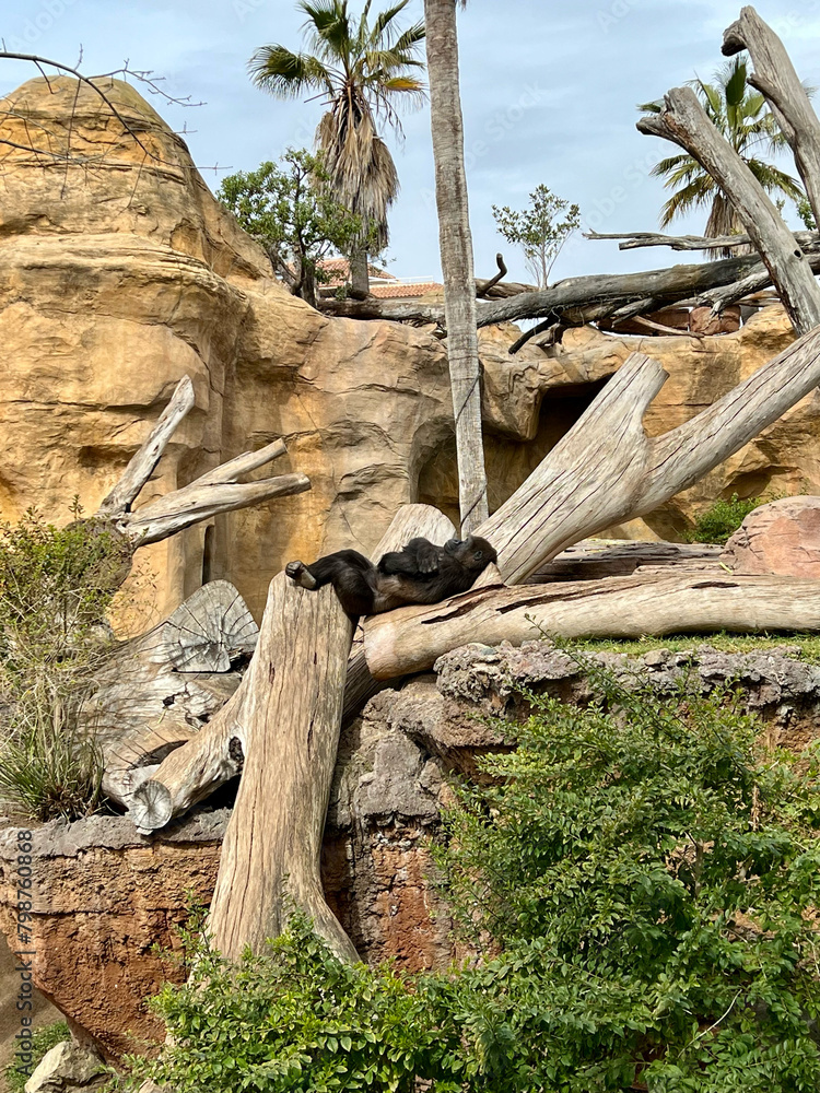 5 March 2023 - Zoo Bioparc in Fuengirola, Málaga, Spain - Adult western ...