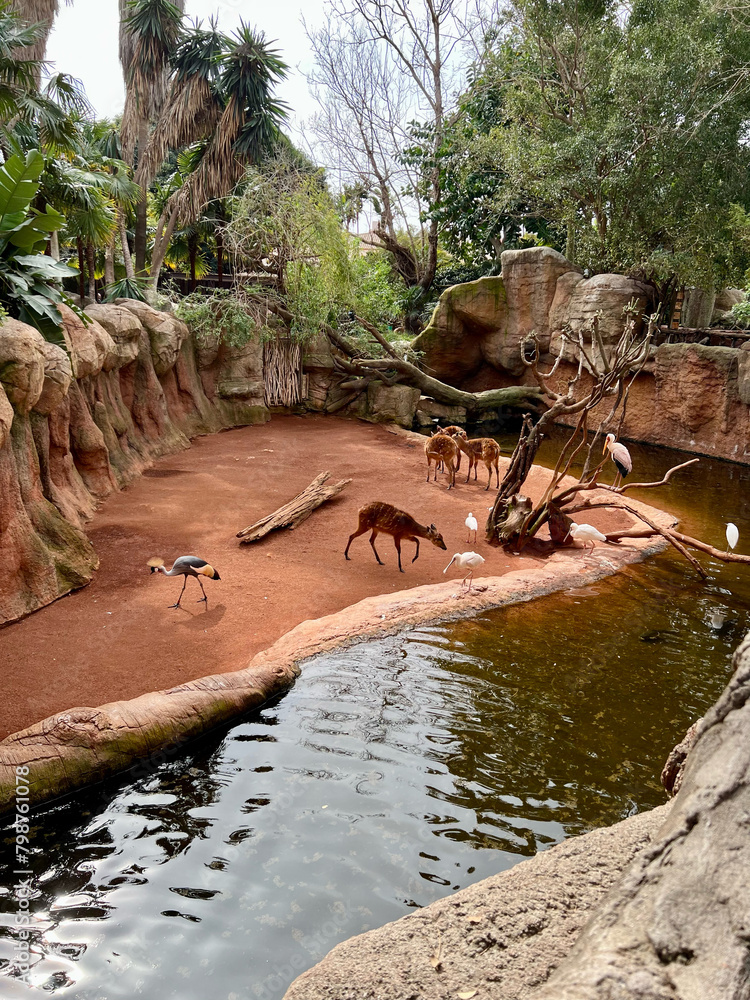 5 March 2023 - Zoo Bioparc in Fuengirola, Málaga, Spain - flock of ...