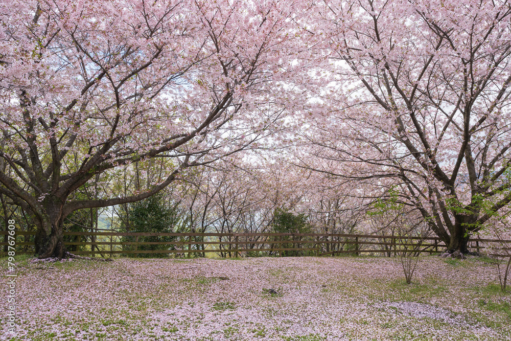 Foto de Cherry blossoms in full bloom in Asahiyama Shinrin Park ( Mt ...
