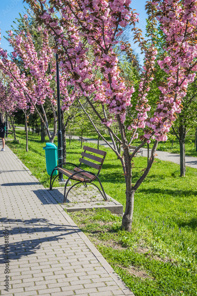 Park with velvet sakura flowers on a branch against a blue sky. Sakura ...