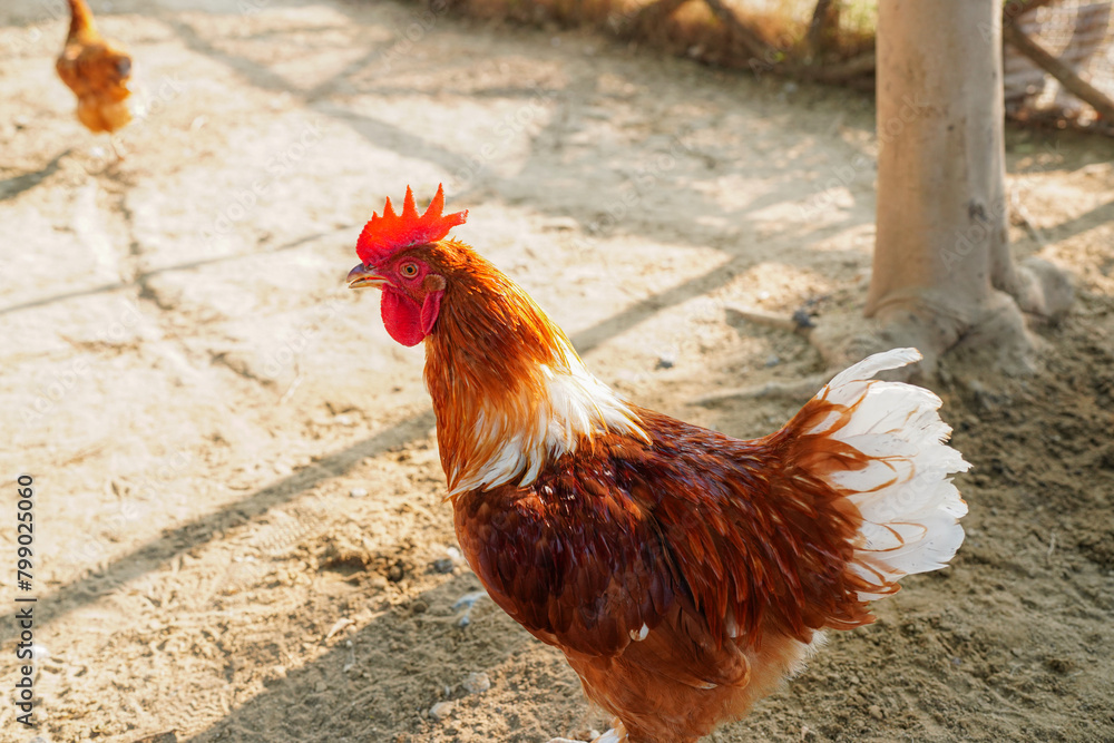 Harvesting chicken for meat in modern farm, group of chickens on the ...