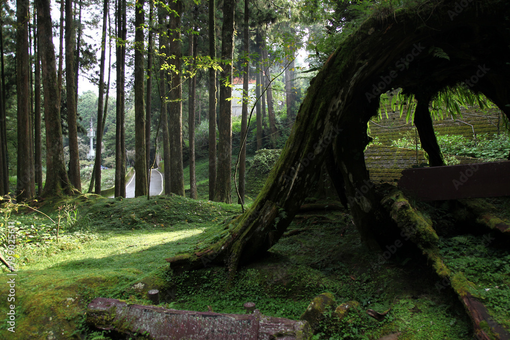 Old root Big tree at Alishan national park area in Taiwan. Stock Photo ...