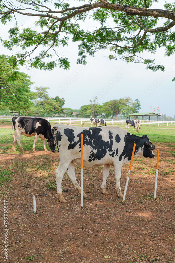 Modern outdoor cowshed at dairy farm. cow on the background of sky and ...