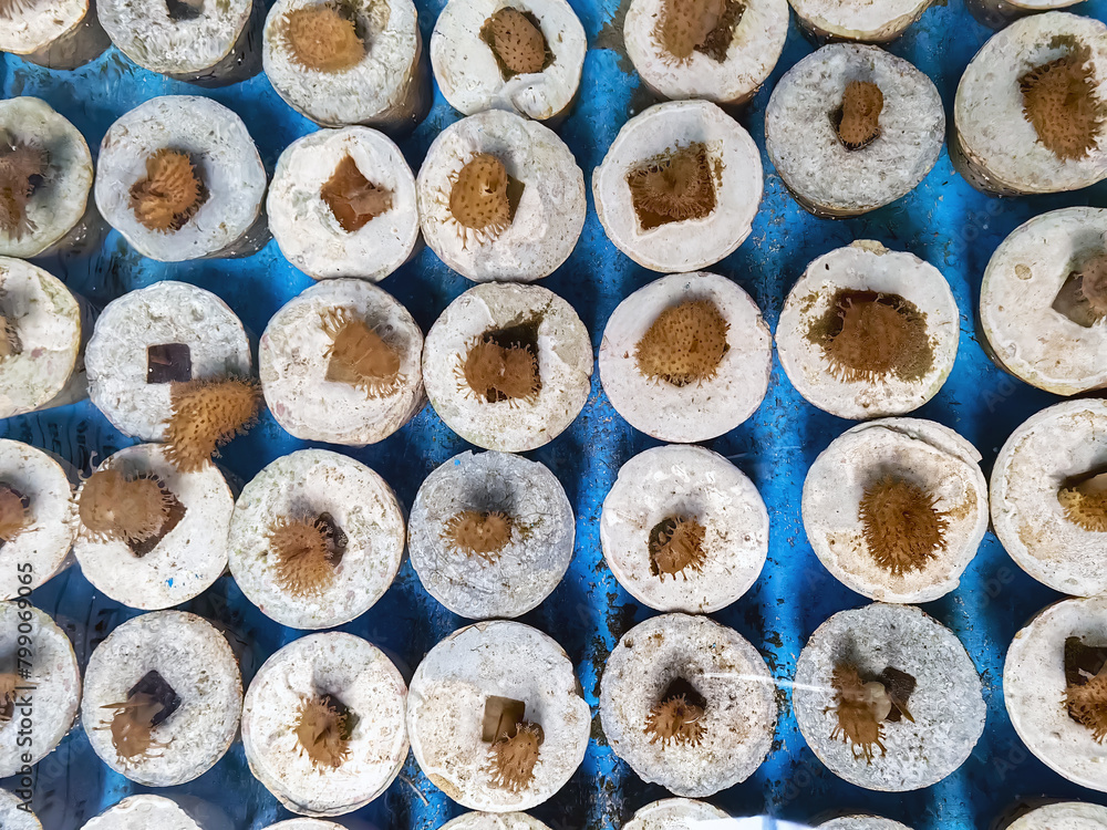 Top view of oral egg and sperm join together as an embryo, they develop ...