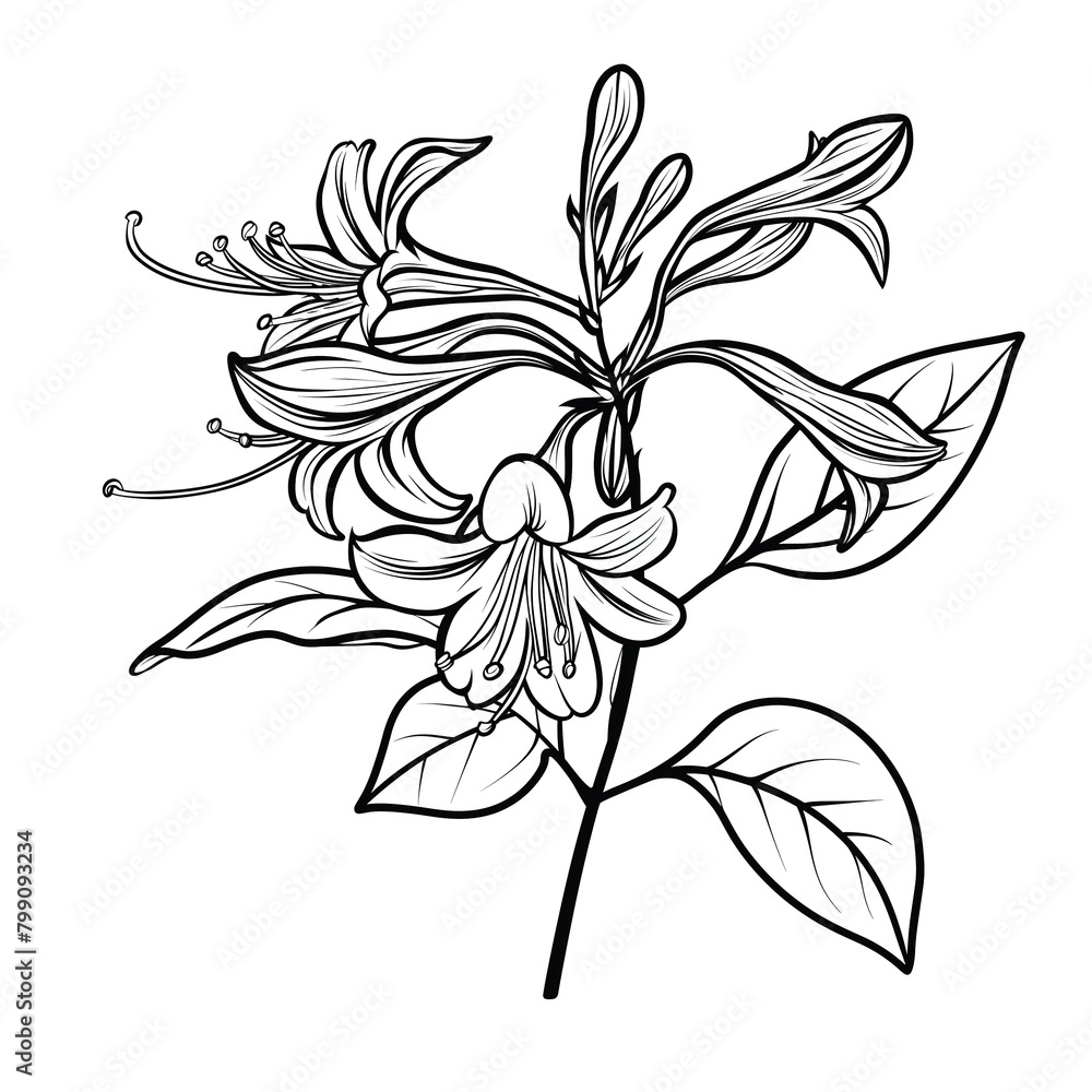 Honeysuckle flower, simple line art coloring page for kids, floral ...