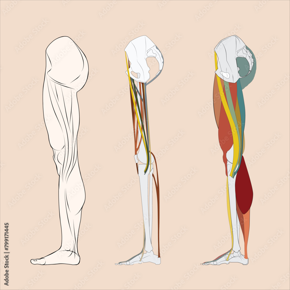 A detailed image showing leg bones, leg muscles and tendons on the side ...