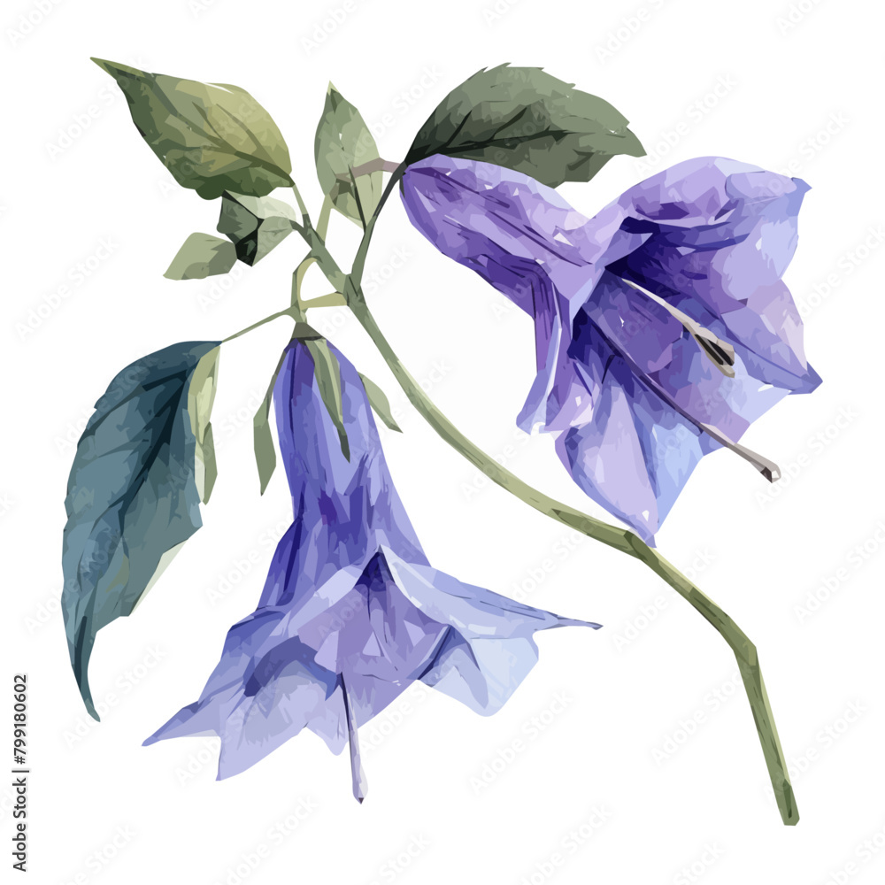 Watercolor Vector painting of a chilean bellflower, isolated on a white ...