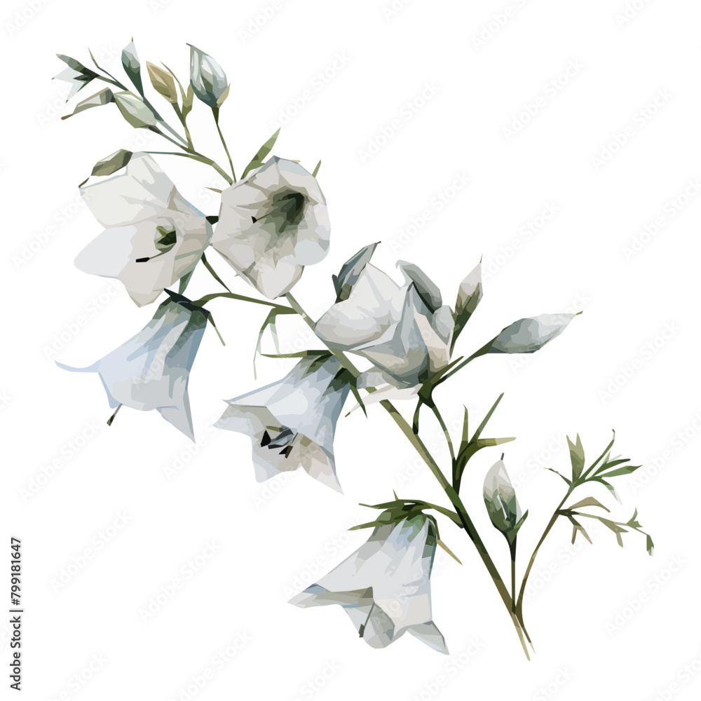 Watercolor painting vector of a chilean bellflower, isolated on a white ...