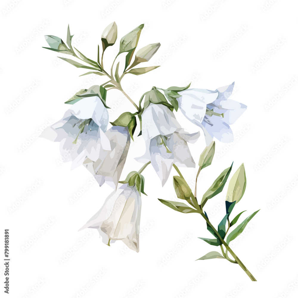 Watercolor vector of a chilean bellflower, isolated on a white ...