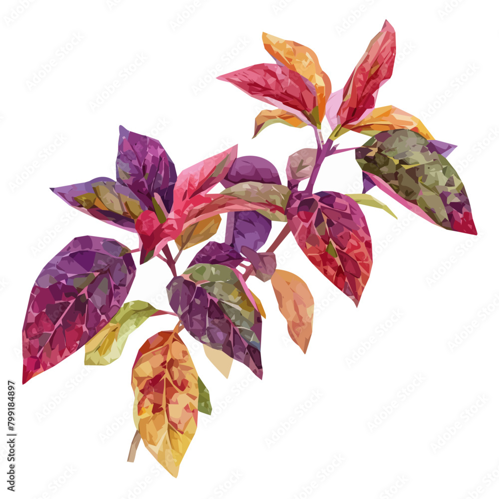 Watercolor painting of a Coleus Plant (Solenostemon), isolated on a ...