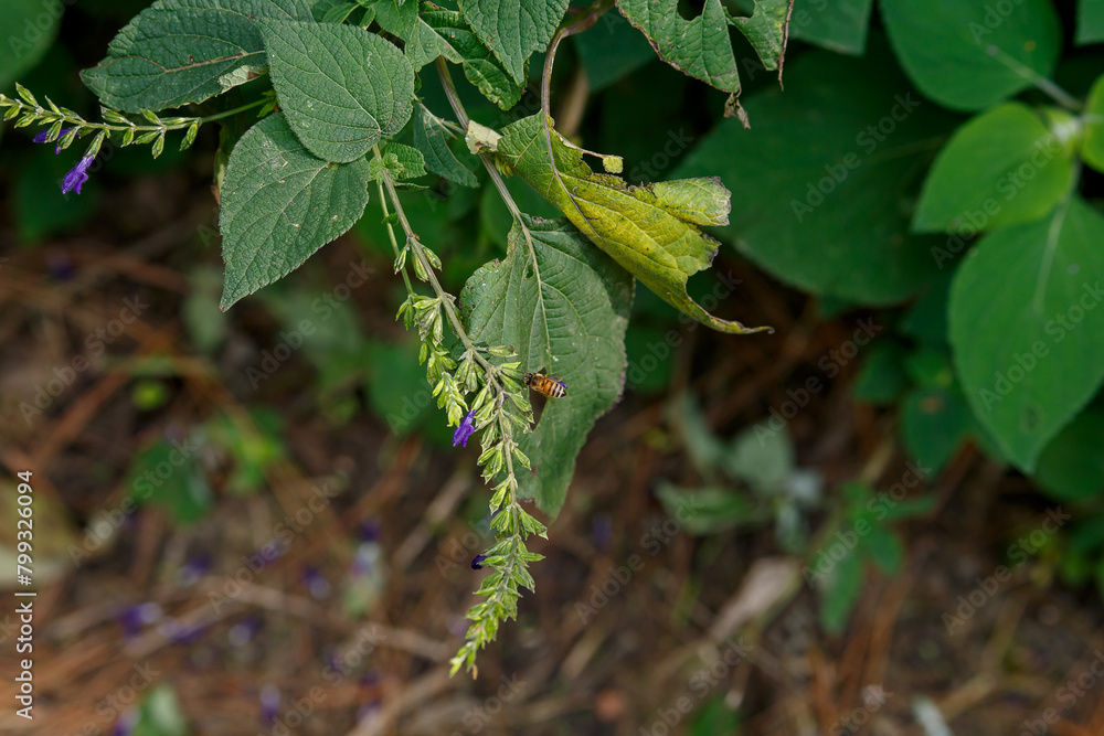 Salvia mexicana, conocida comúnmente como tlacote, es una especie de ...