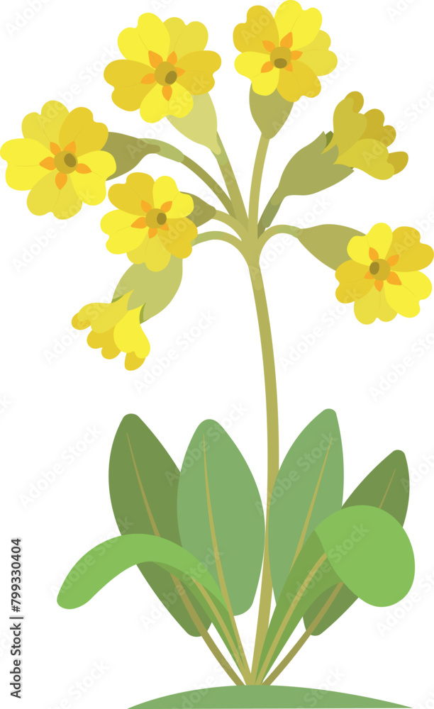 Primula veris, flowers of cowslip. Vector cartoon illustration isolated ...