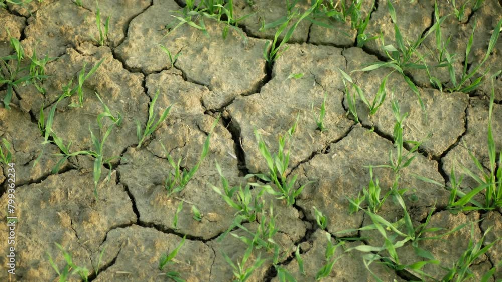 Wheat field drought dry land Triticum aestivum, very drying up the soil ...