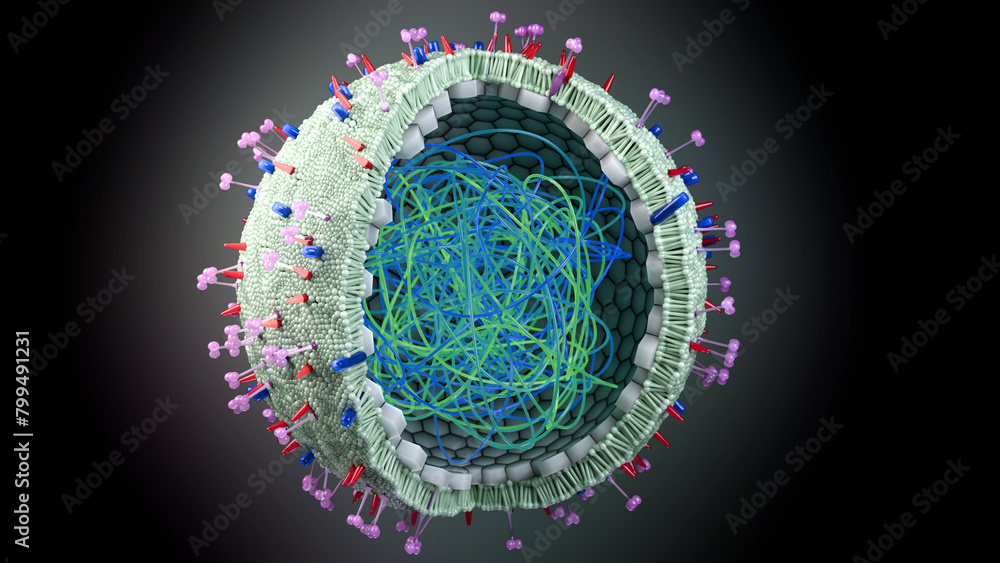 3d render of an H5N1 virus with cutaway to illustrate the internal RNA ...