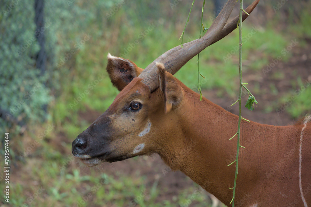 Portrait of bongo (Tragelaphus eurycerus), native to sub-Saharan Africa ...