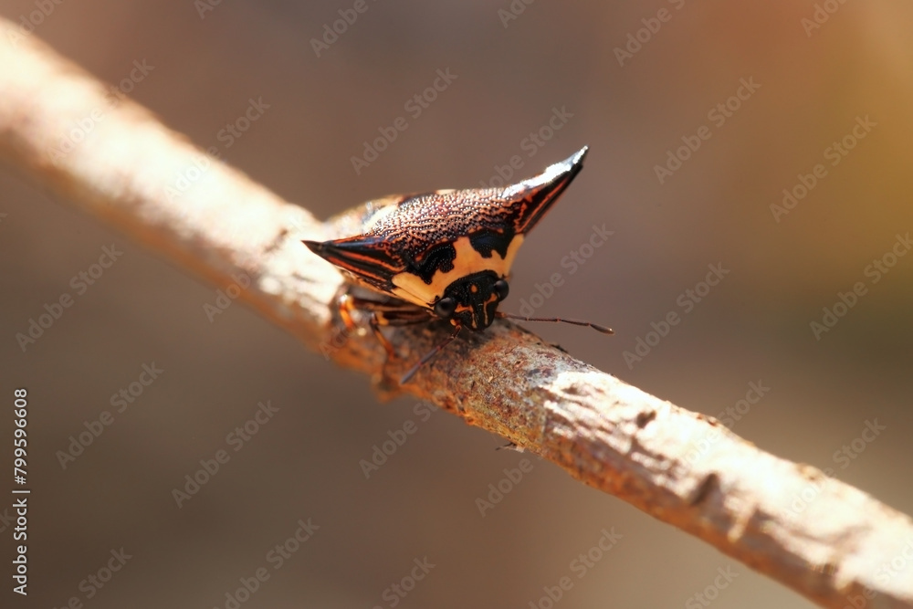 The Pentatomoidea are a superfamily of insects in the Heteroptera ...