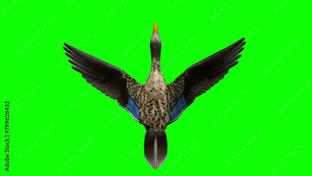 Wild Duck Waterfowl Game Bird - Mallard Female - Flying Loop - Top View ...