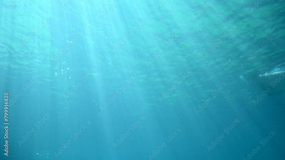 Witness a multitude of fish swimming together in the deep blue ocean ...