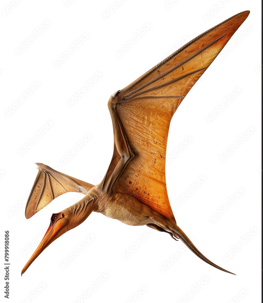 pteranodon dinosaur isolated on transparent background Stock Photo ...